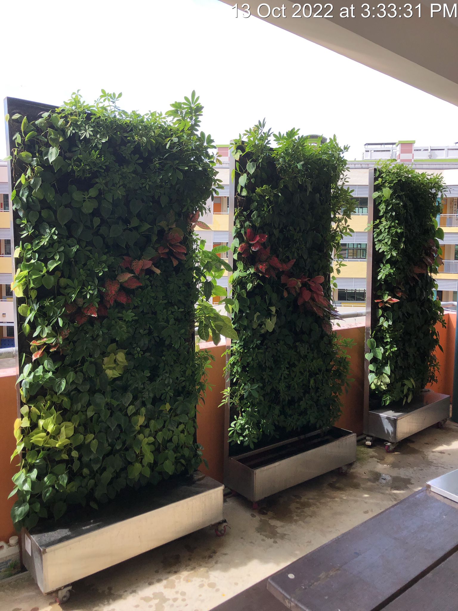 Green wall maintenance | Hobson Landscape services