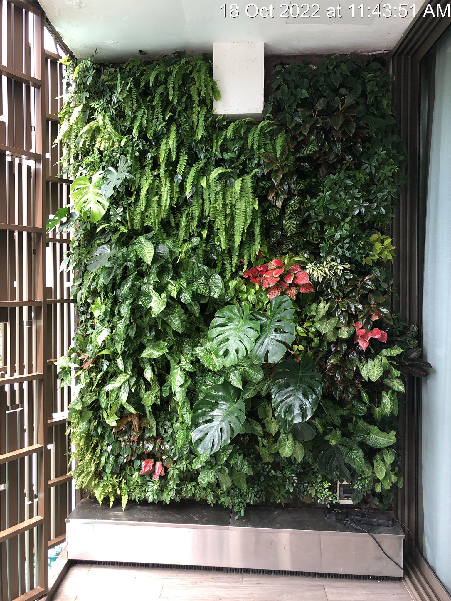 Green wall maintenance | Hobson Landscape services