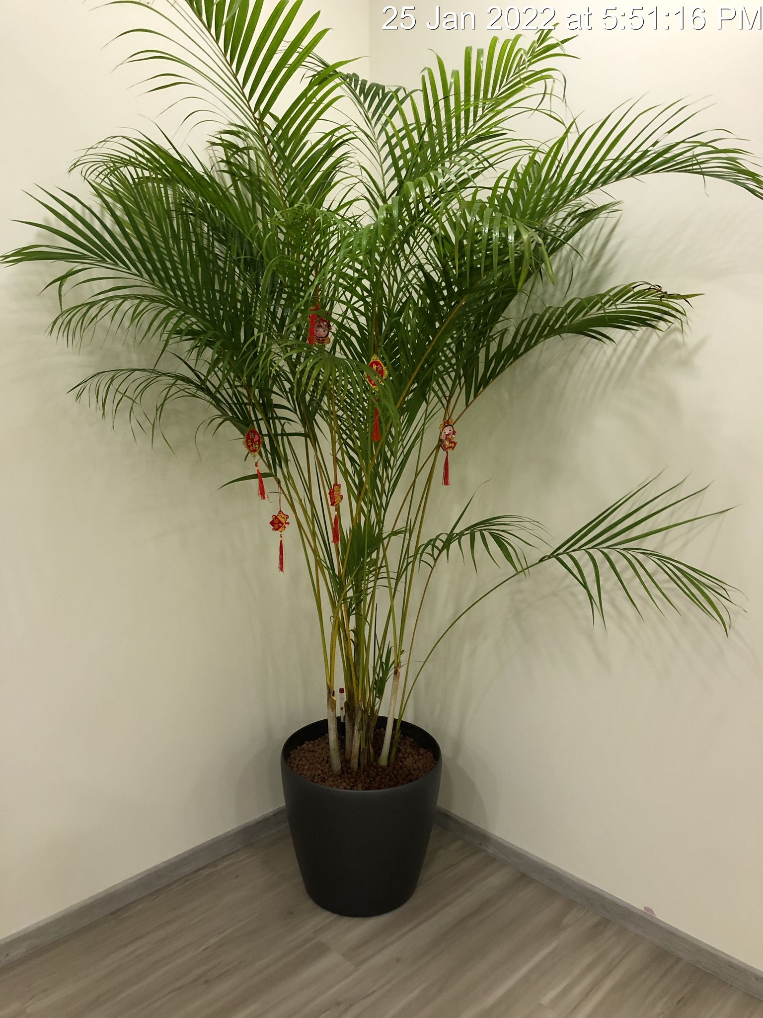 Green wall maintenance | Hobson Landscape services