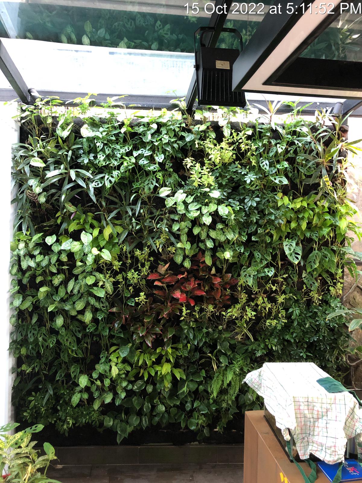 Green wall maintenance | Hobson Landscape services