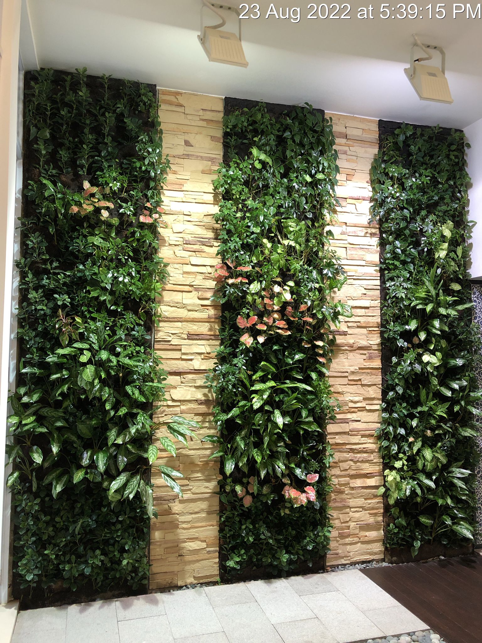 Green wall maintenance | Hobson Landscape services