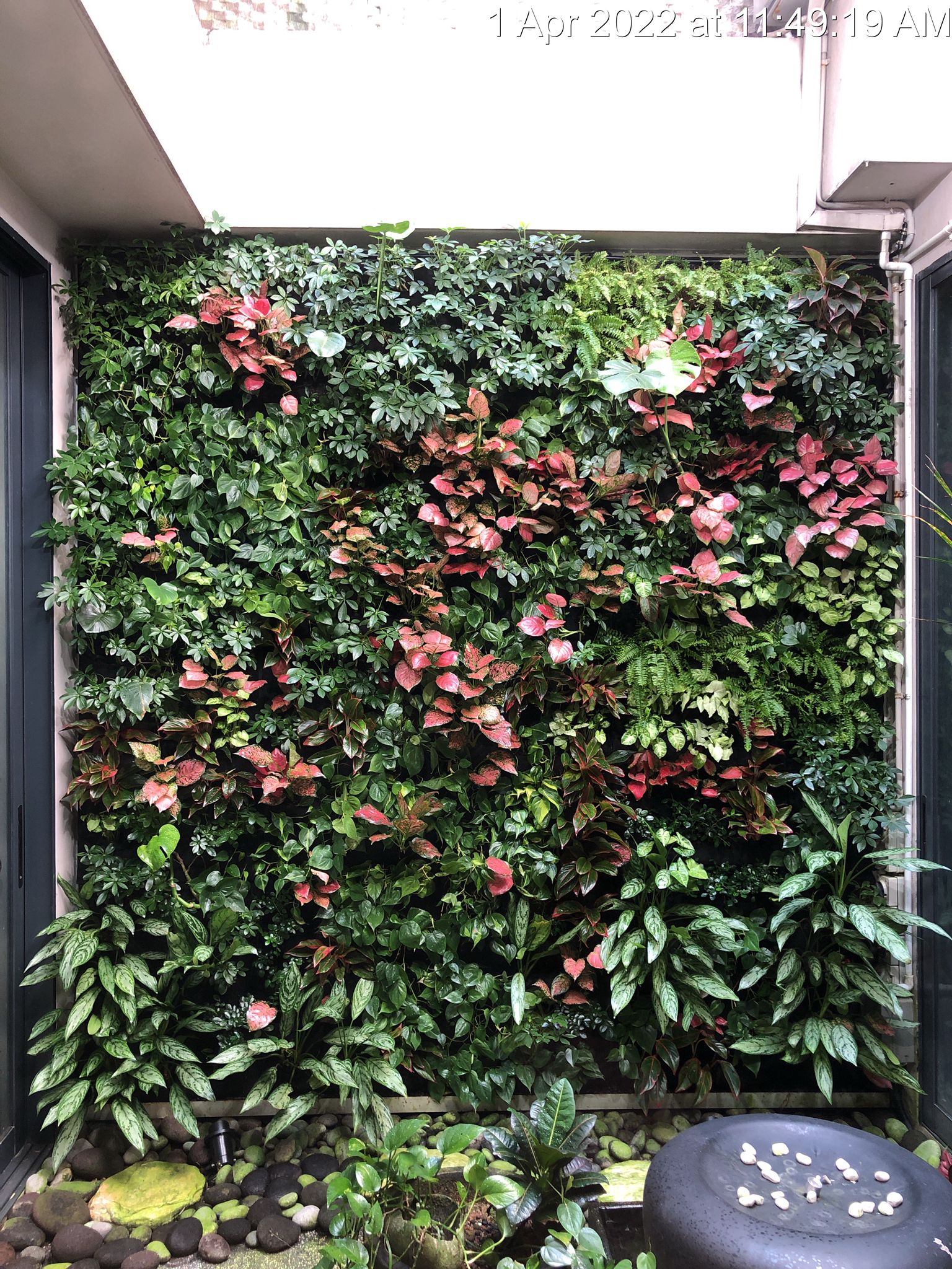 Green wall maintenance | Hobson Landscape services