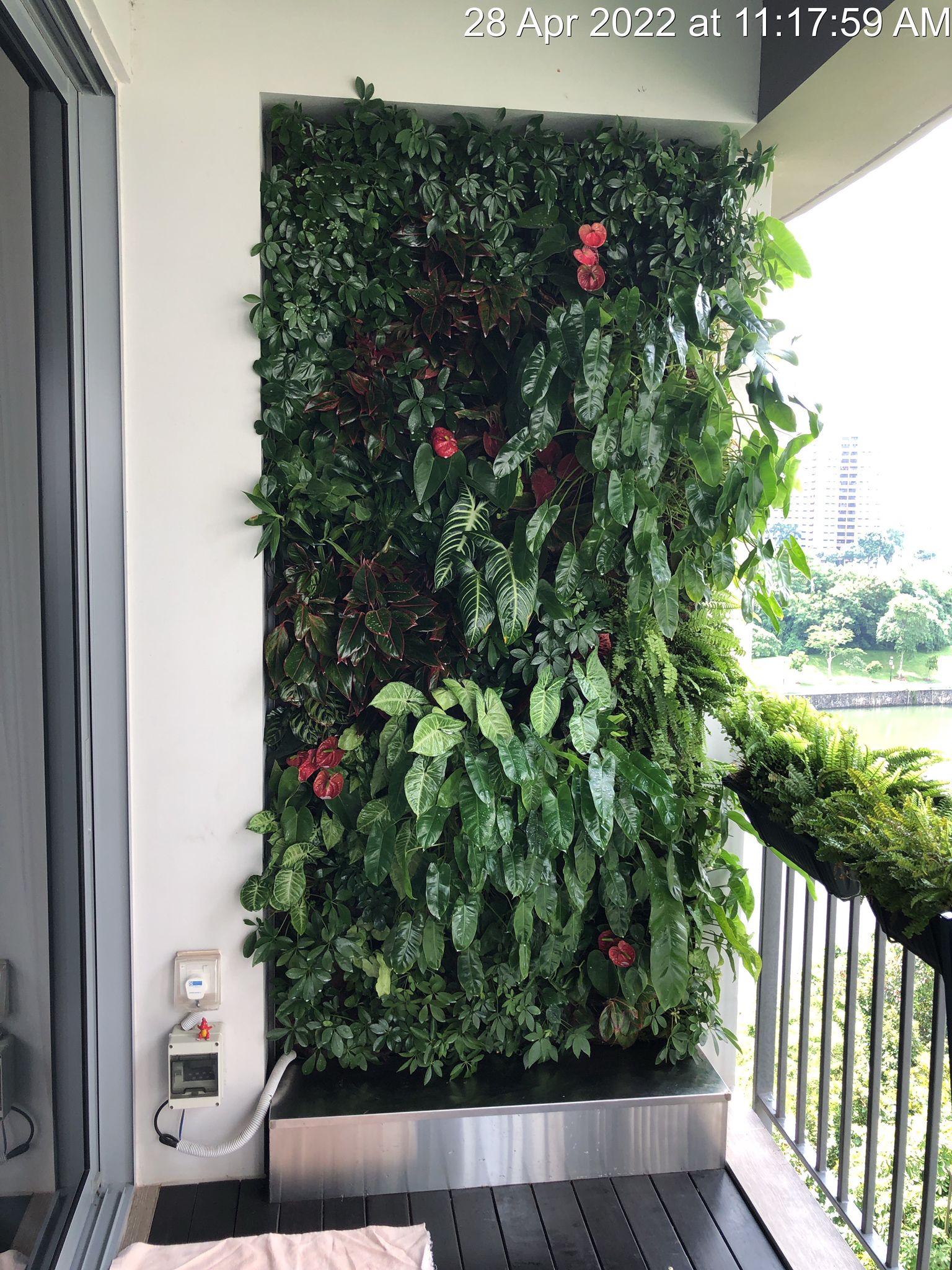 Green wall maintenance | Hobson Landscape services